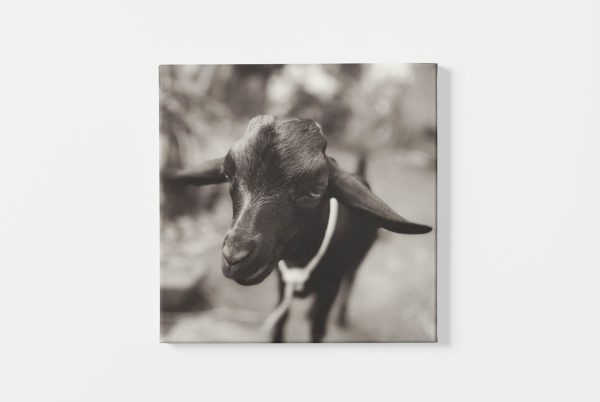 Goat Canvas - Sapatuu